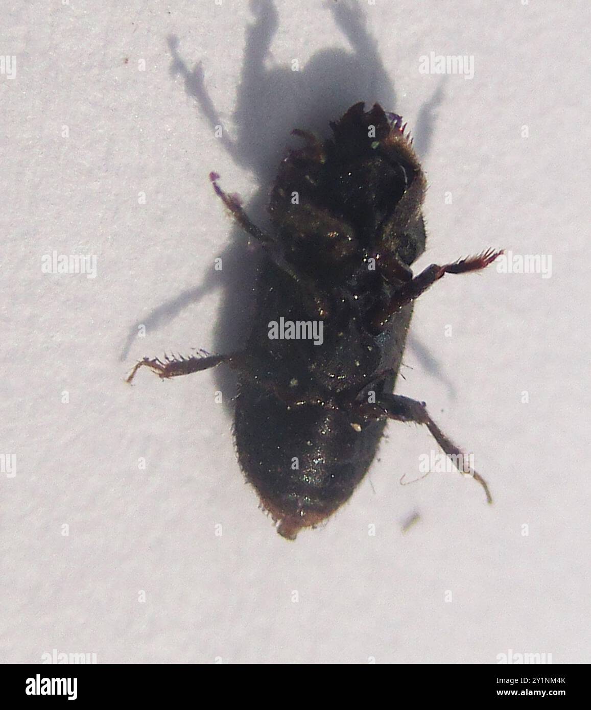 Variegated Mud-loving Beetles (Heteroceridae) Insecta Stock Photo - Alamy