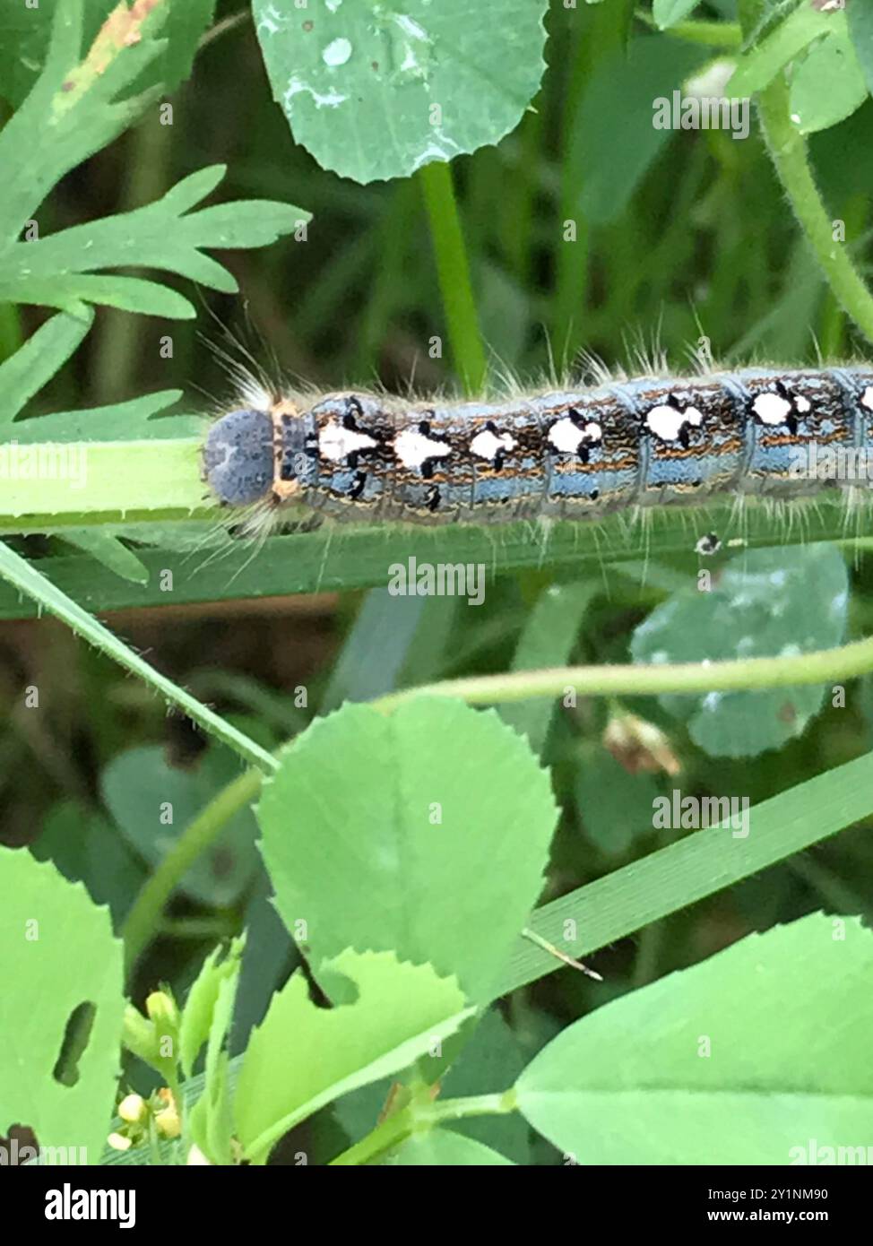 Forest Tent Caterpillar Moth (Malacosoma disstria) Insecta Stock Photo ...