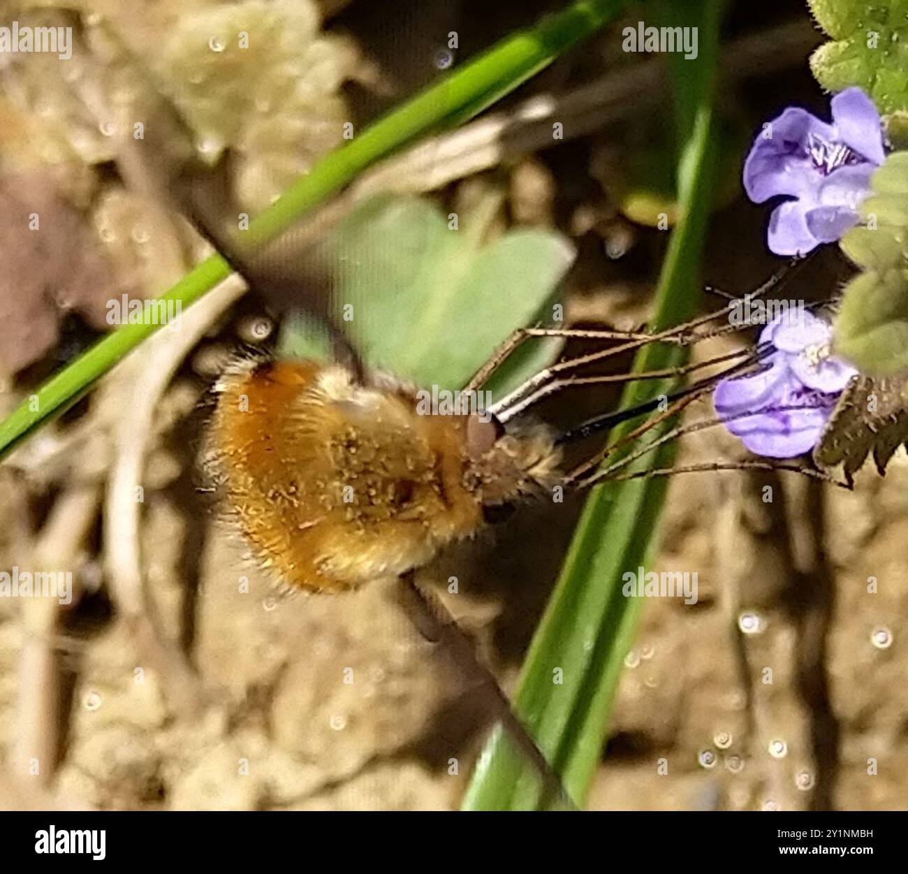Greater Bee Fly (Bombylius major) Insecta Stock Photo - Alamy