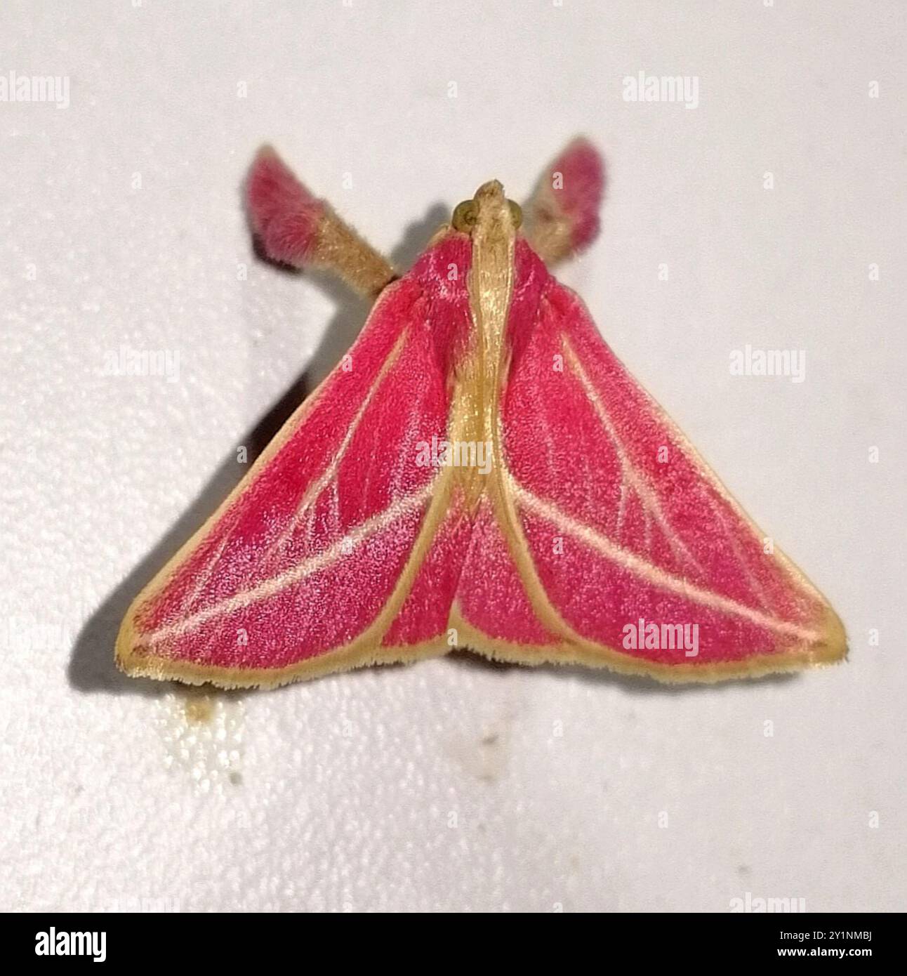 Pink Snout Moth (Pachypodistes angulata) Insecta Stock Photo - Alamy