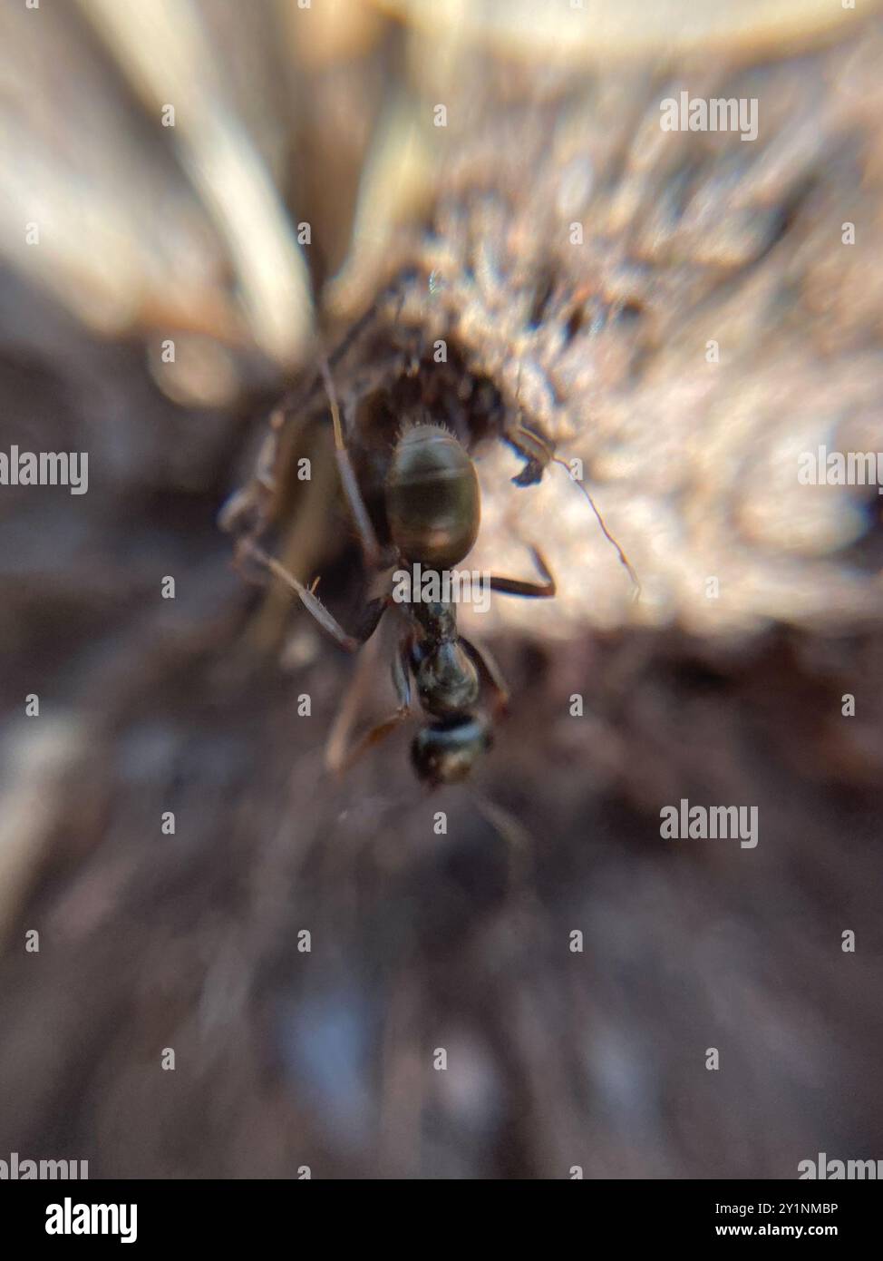 fusca-group Field Ants and Allies (Formica fusca) Insecta Stock Photo ...