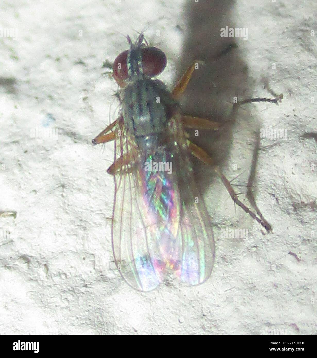 Flies (Diptera) Insecta Stock Photo - Alamy