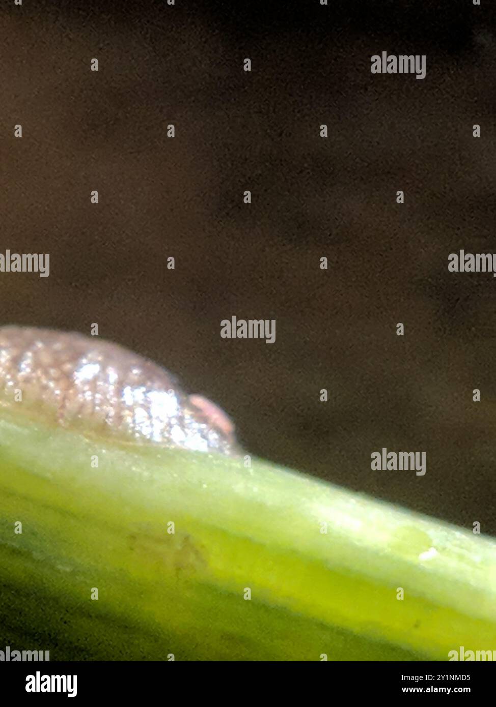 Brown Soft Scale (Coccus hesperidum) Insecta Stock Photo - Alamy