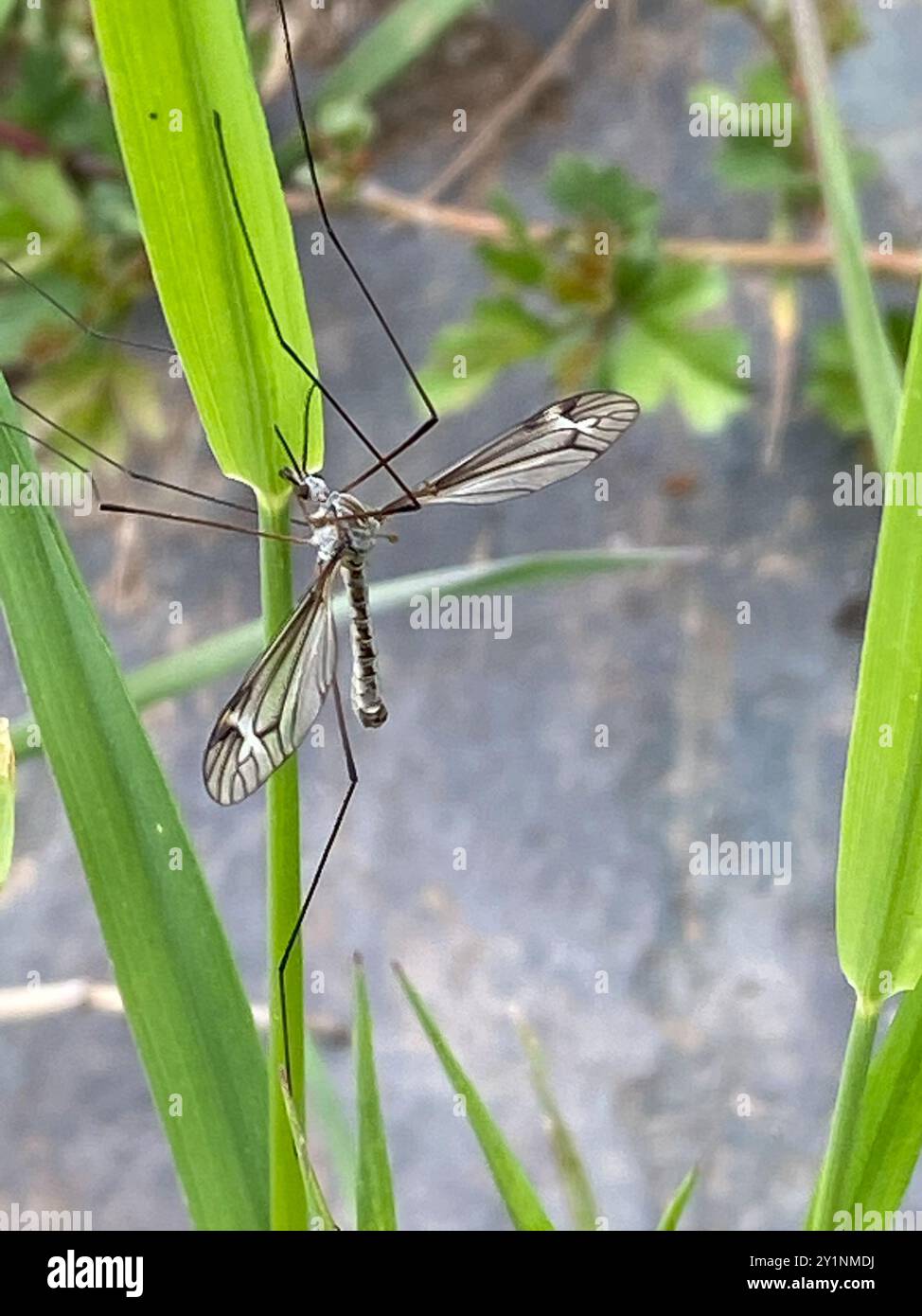 Tipula lateralis hi-res stock photography and images - Alamy