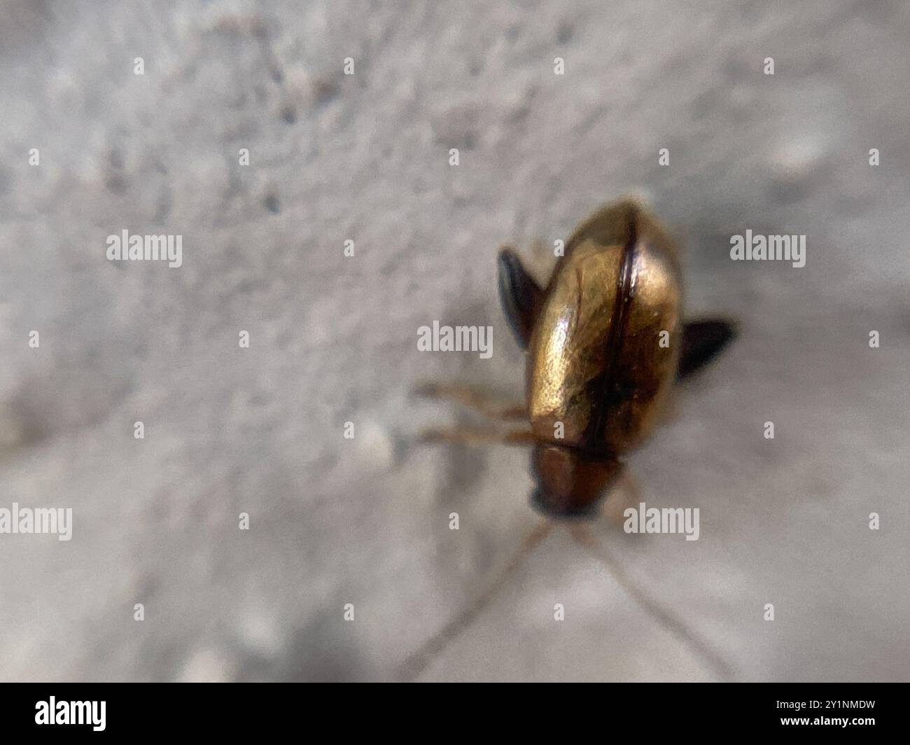 (Longitarsus melanocephalus) Insecta Stock Photo - Alamy