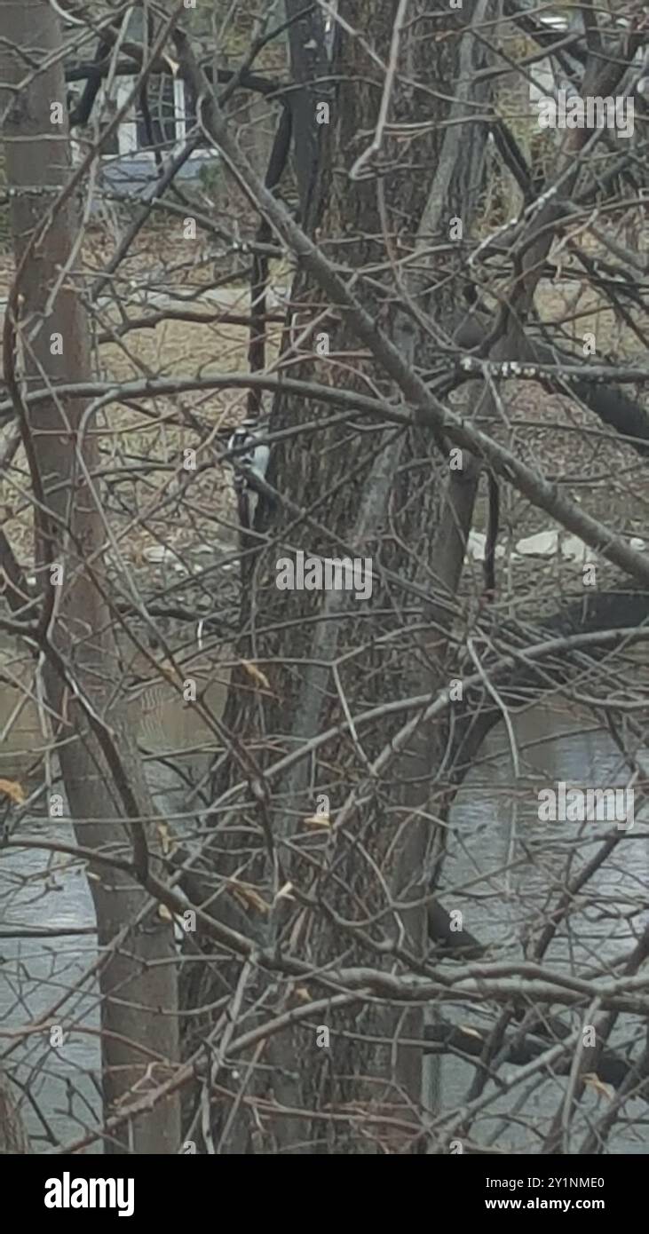 Dryobates Woodpeckers (Dryobates) Aves Stock Photo - Alamy