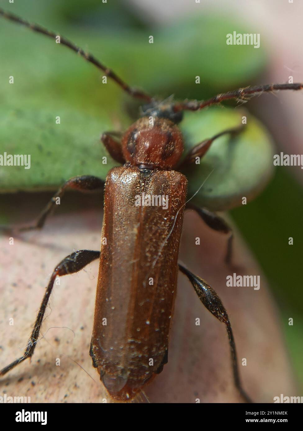 Tanbark Borer (Phymatodes testaceus) Insecta Stock Photo - Alamy