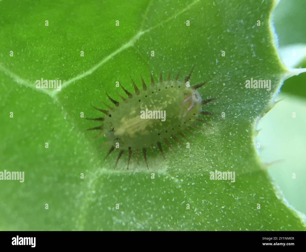 Tortoise and Hispine Beetles (Cassidinae) Insecta Stock Photo - Alamy