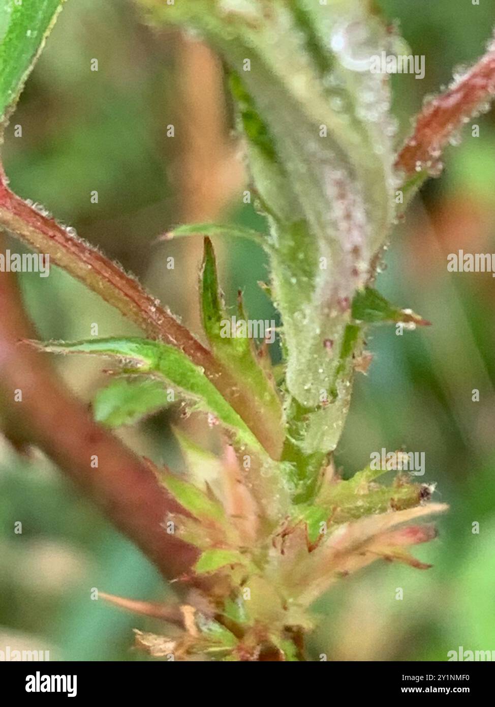 multiflora rose (Rosa multiflora) Plantae Stock Photo - Alamy
