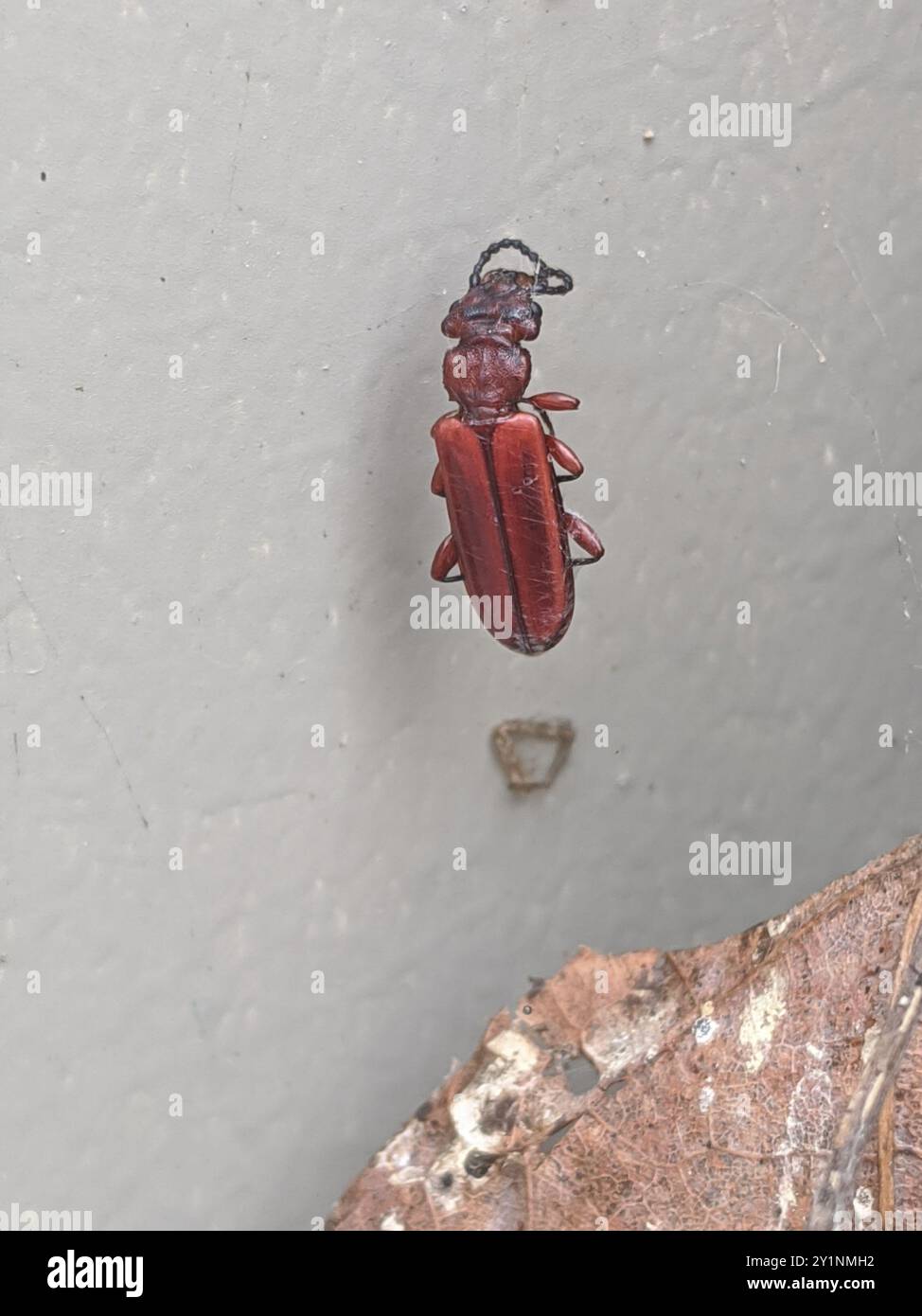 Red Flat Bark Beetle (Cucujus clavipes) Insecta Stock Photo - Alamy