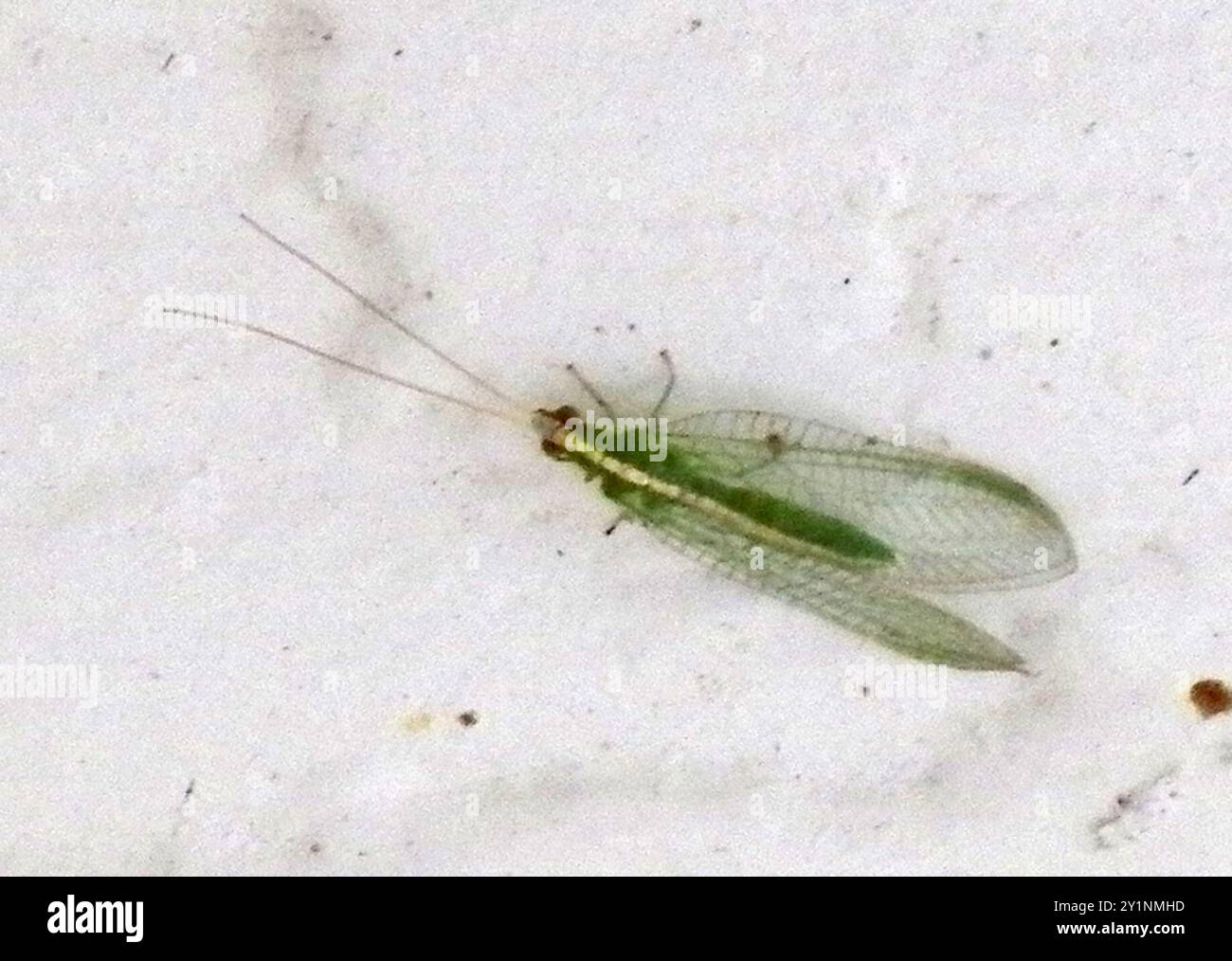 common green lacewings (Chrysoperla) Insecta Stock Photo - Alamy
