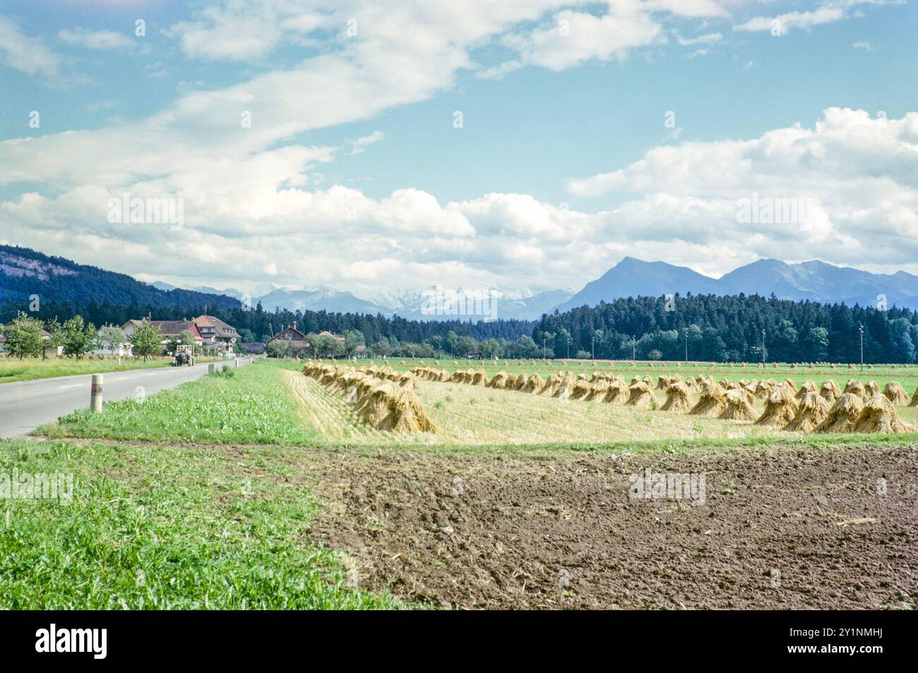 Rural farming landscape with hay drying view to Bernese Alps massif ...