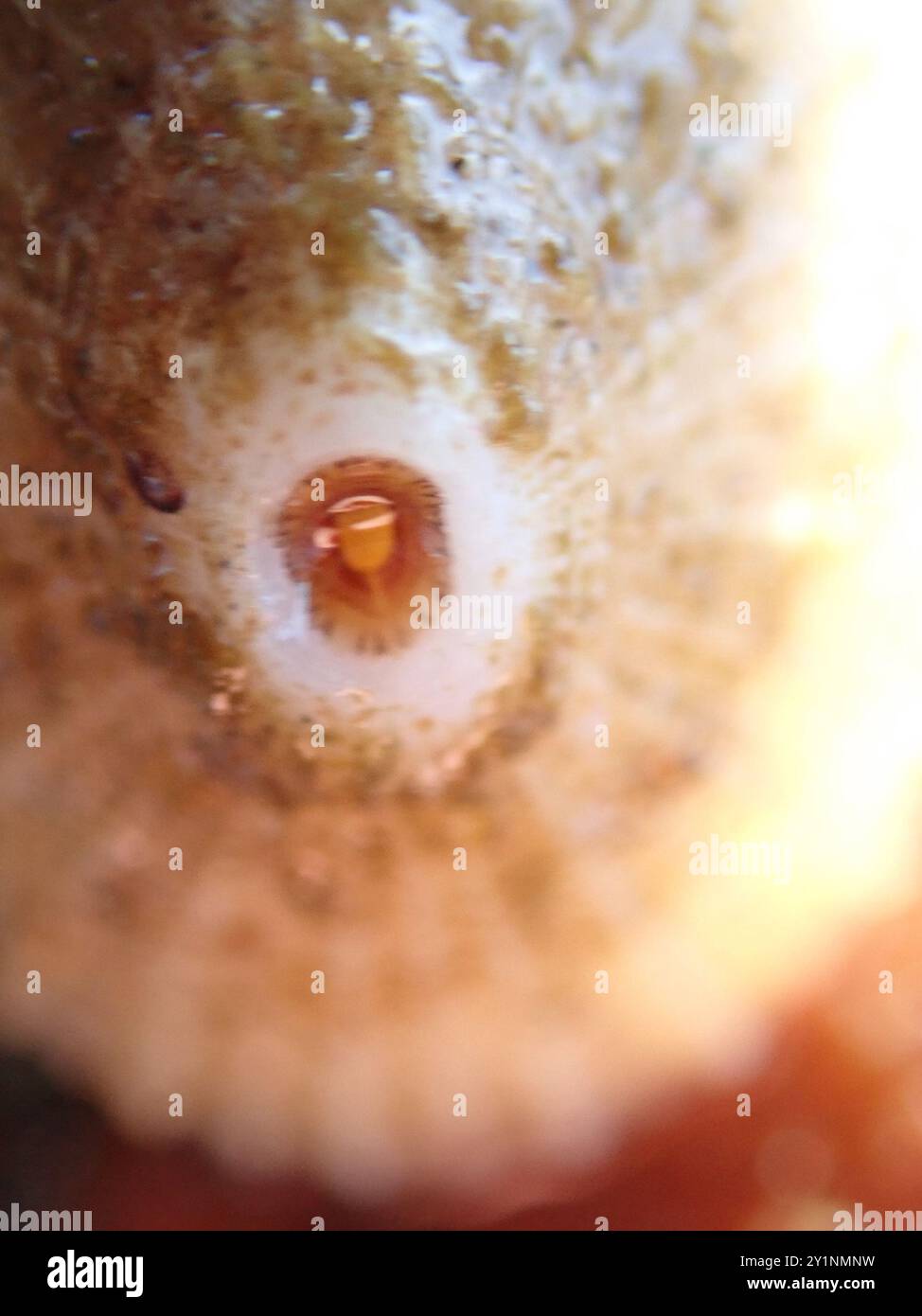 Rough Keyhole Limpet (Diodora aspera) Mollusca Stock Photo - Alamy
