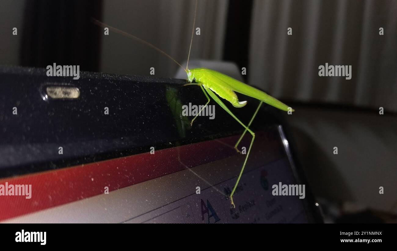 Sickle-bearing Bushcrickets (Phaneroptera) Insecta Stock Photo - Alamy