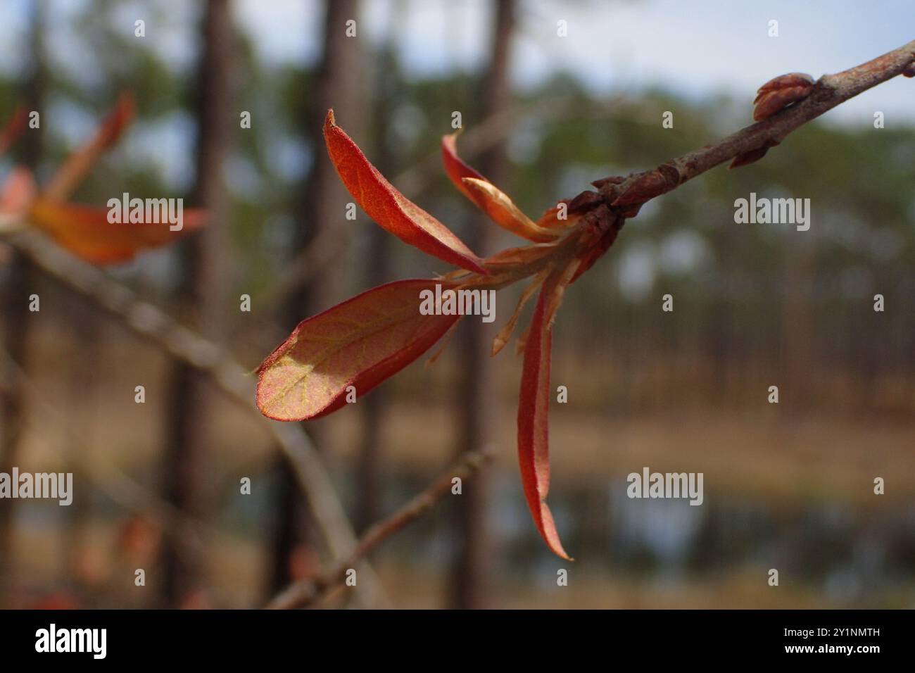 bluejack oak (Quercus incana) Plantae Stock Photo - Alamy