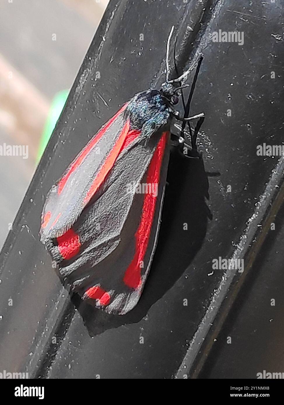 Cinnabar moth (Tyria jacobaeae) Insecta Stock Photo - Alamy
