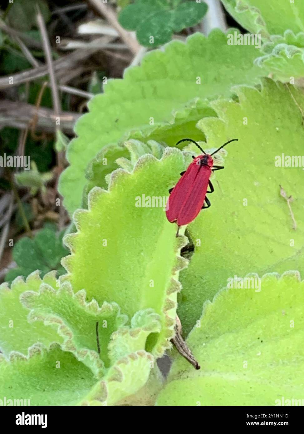 Net-winged Beetles (Lycidae) Insecta Stock Photo - Alamy