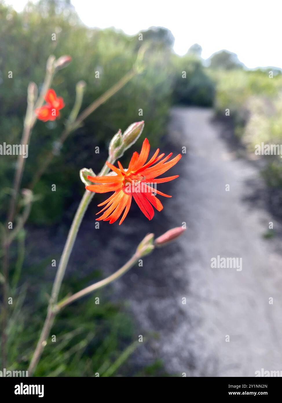 cardinal catchfly (Silene laciniata) Plantae Stock Photo - Alamy