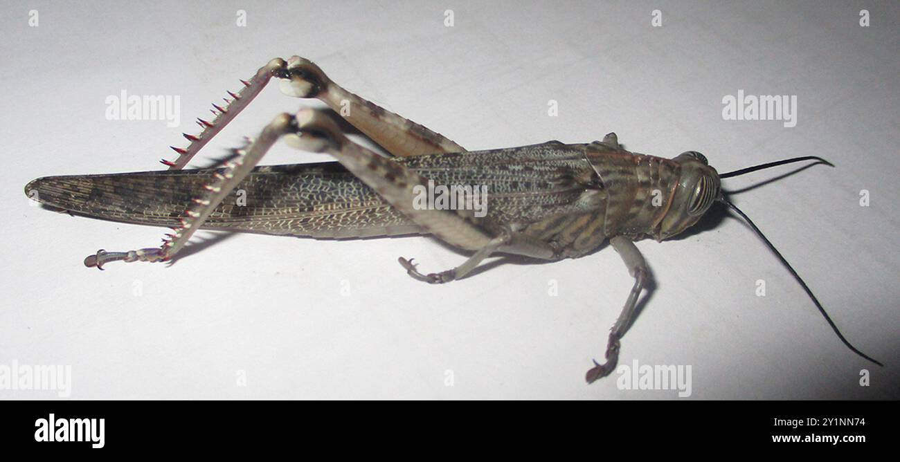 Tree Locust (Anacridium moestum) Insecta Stock Photo - Alamy