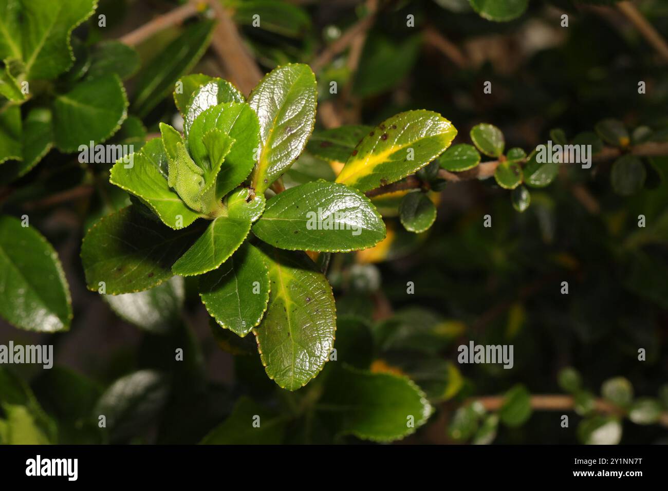 redclaws (Escallonia rubra) Plantae Stock Photo - Alamy
