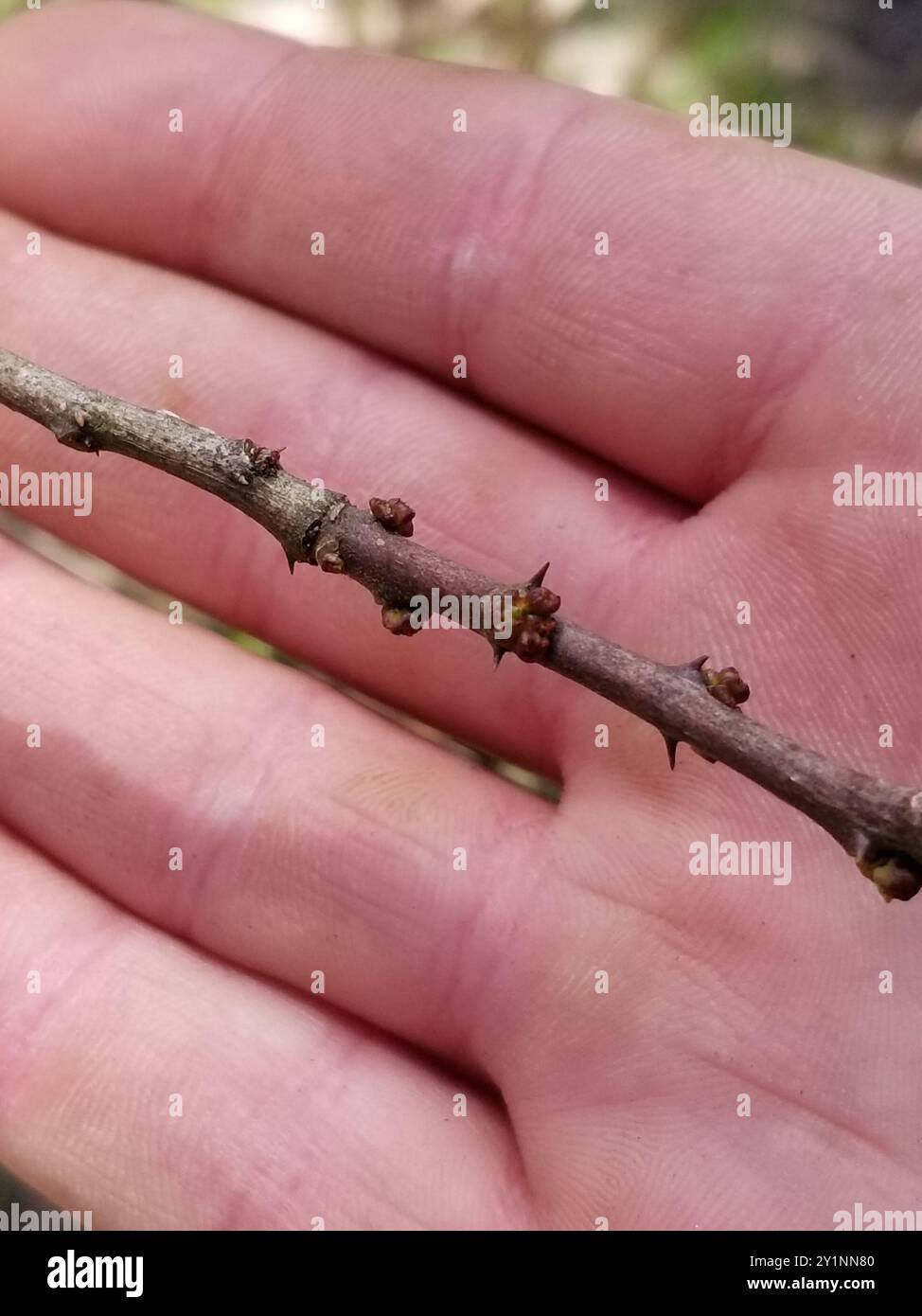 common prickly ash (Zanthoxylum americanum) Plantae Stock Photo - Alamy