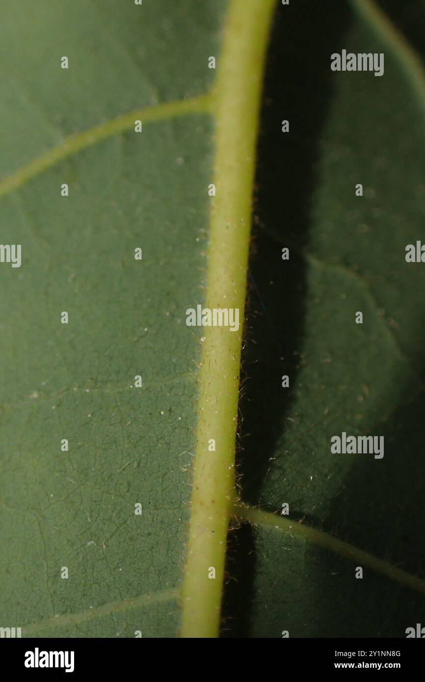 Swamp Bay (Persea palustris) Plantae Stock Photo - Alamy