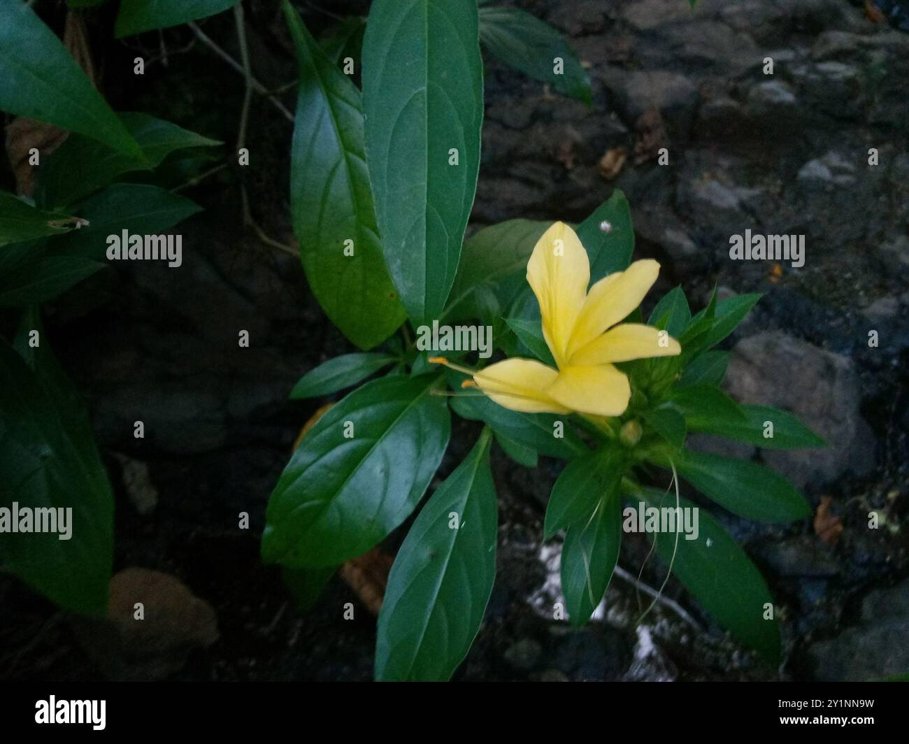 porcupine flower (Barleria prionitis) Plantae Stock Photo - Alamy