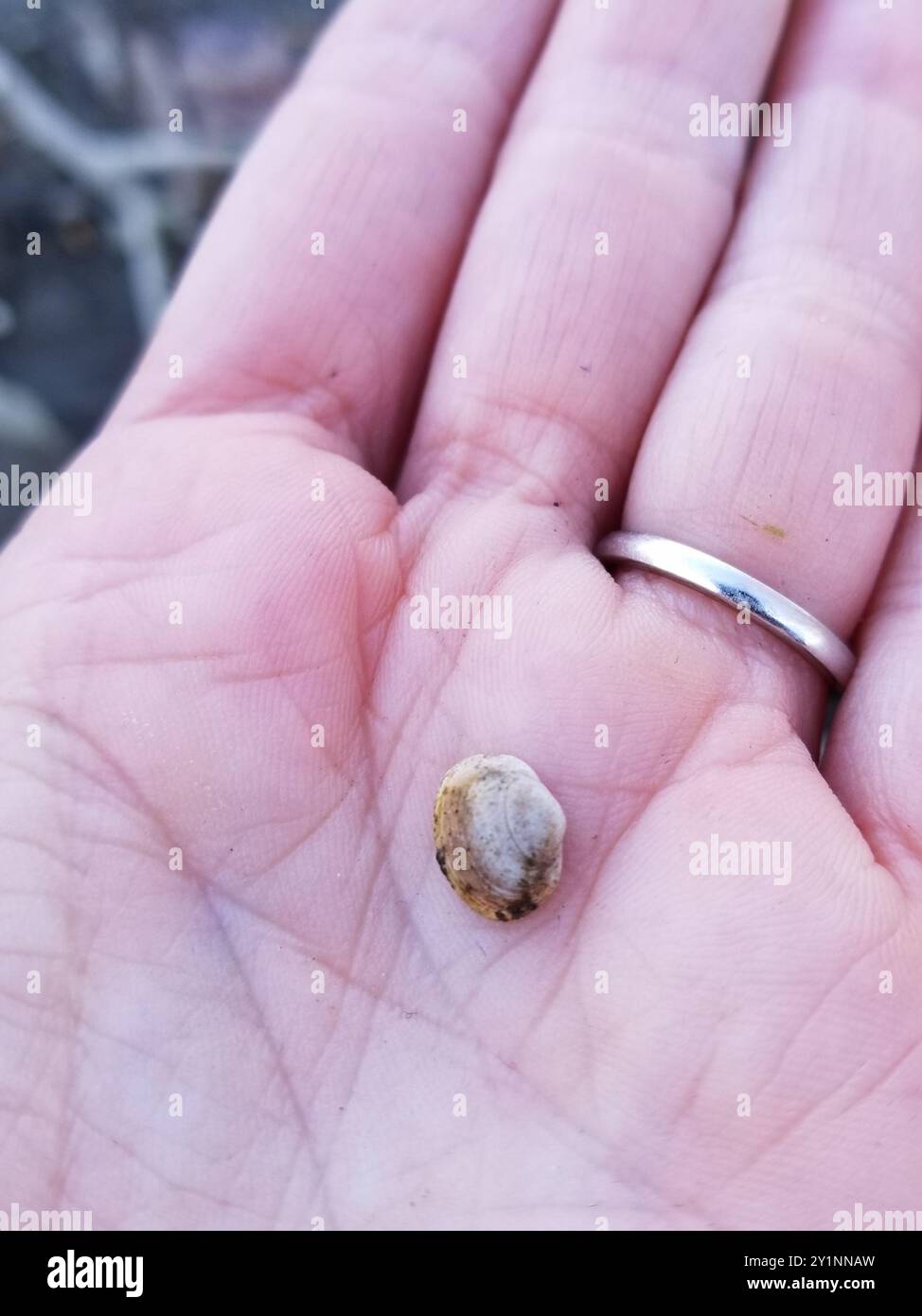 Grooved Fingernailclam (Sphaerium simile) Mollusca Stock Photo - Alamy