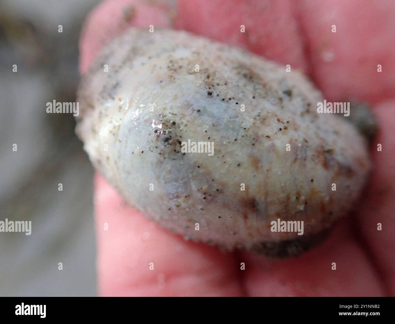 Common Atlantic Slippersnail (Crepidula fornicata) Mollusca Stock Photo ...