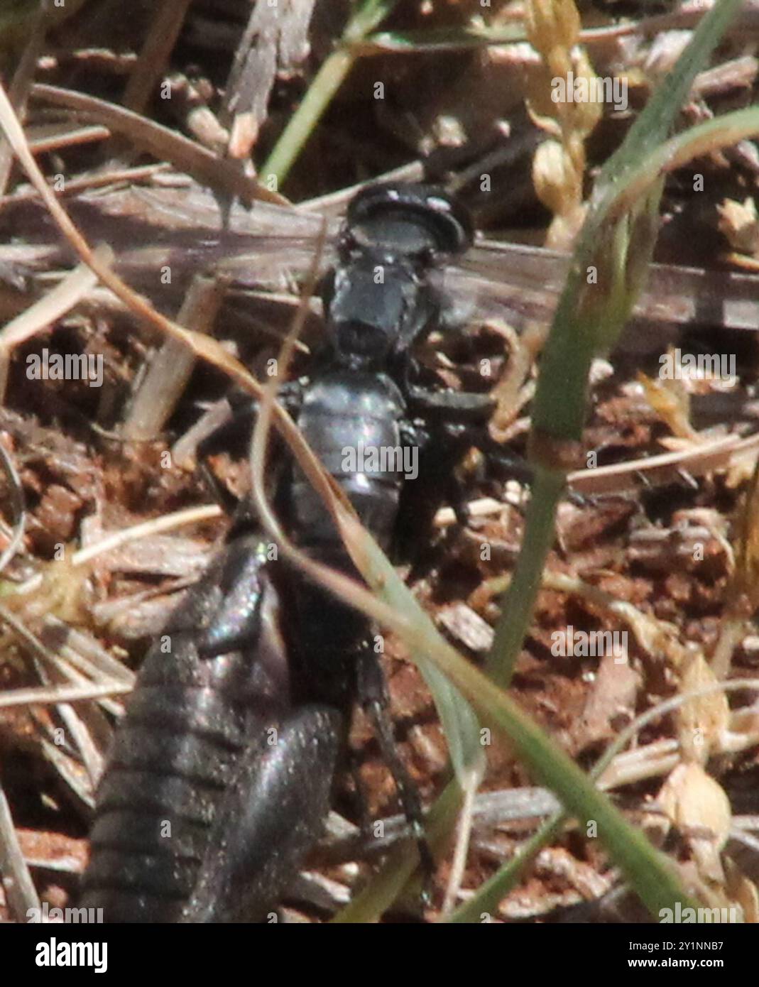 Bees and Apoid Wasps (Apoidea) Insecta Stock Photo - Alamy