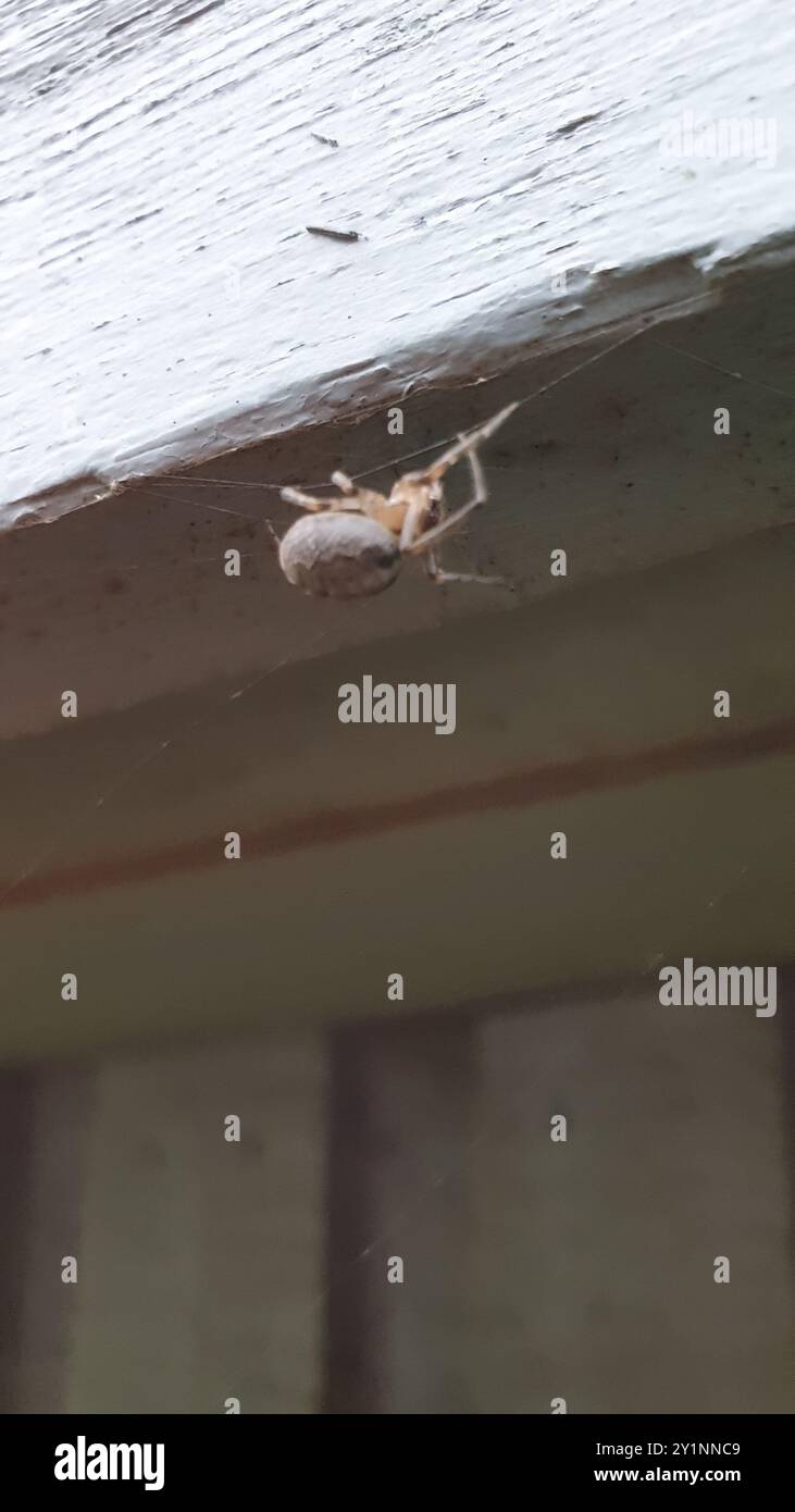 Silver-sided Sector Spider (Zygiella x-notata) Arachnida Stock Photo ...