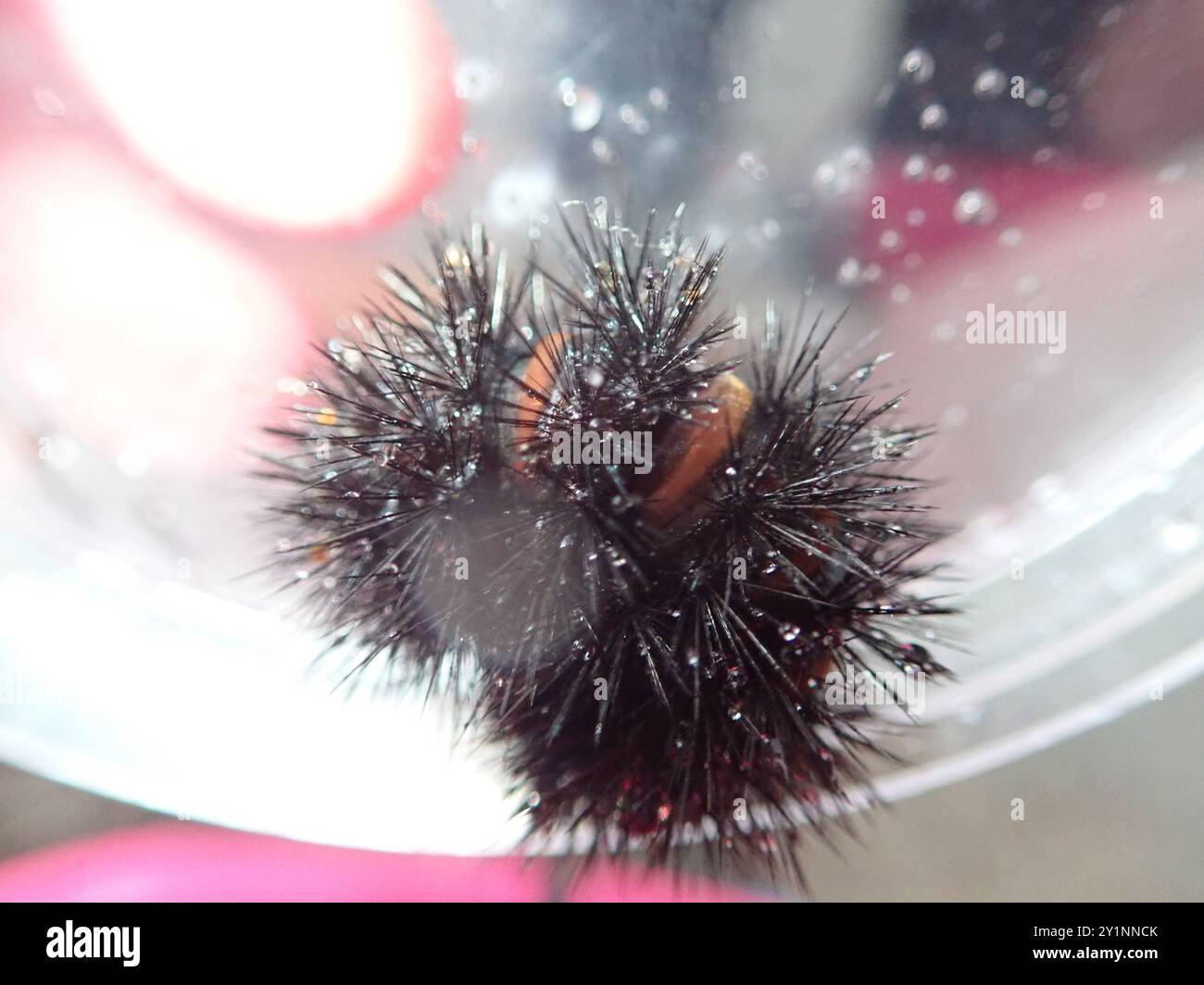 Giant Leopard Moth (Hypercompe scribonia) Insecta Stock Photo - Alamy