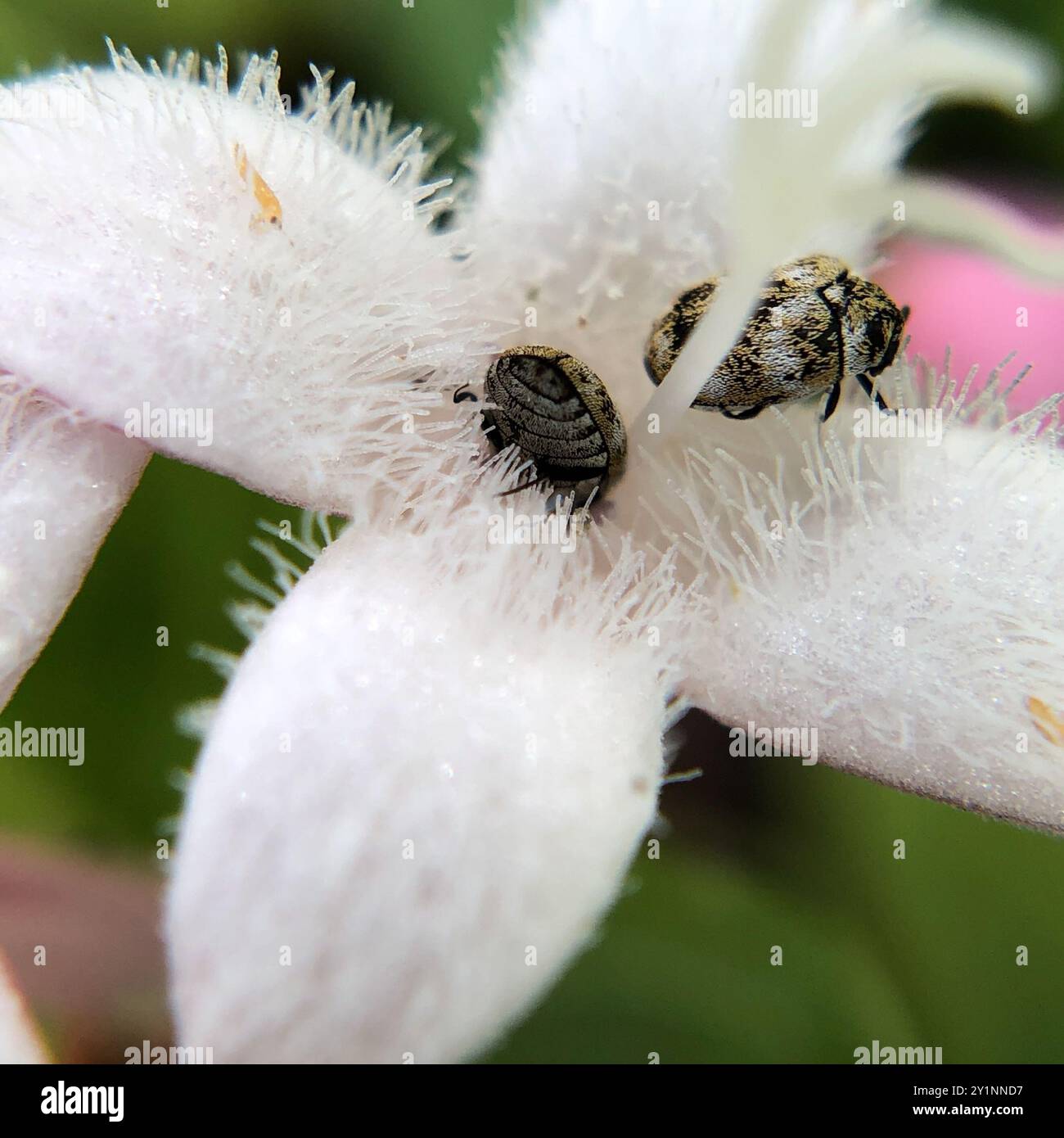 Skin Beetles (Dermestidae) Insecta Stock Photo - Alamy