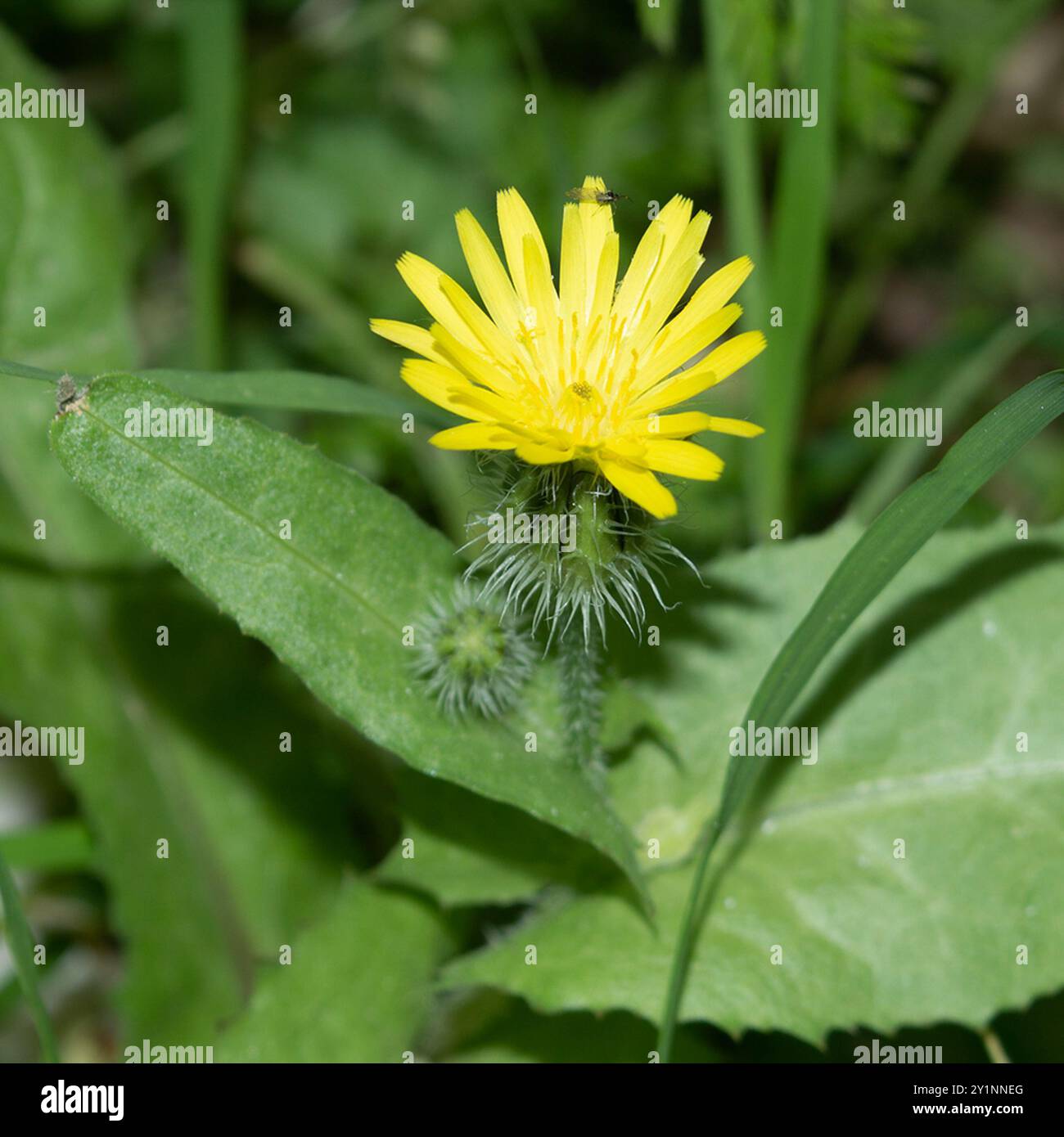 False Hawkbit (Urospermum picroides) Plantae Stock Photo - Alamy