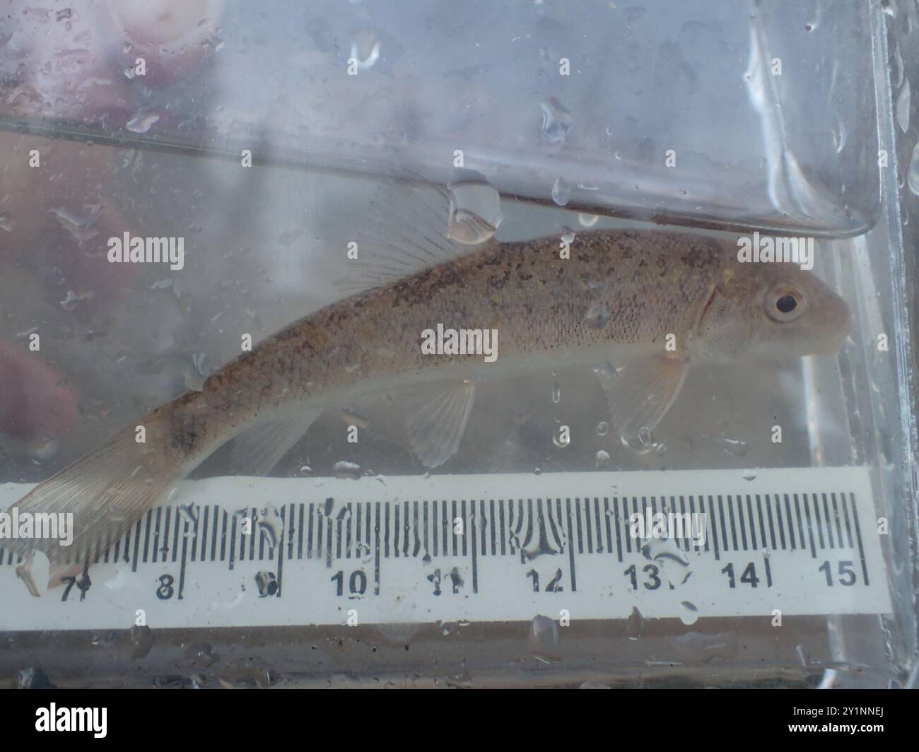 White Sucker (Catostomus commersonii) Actinopterygii Stock Photo - Alamy