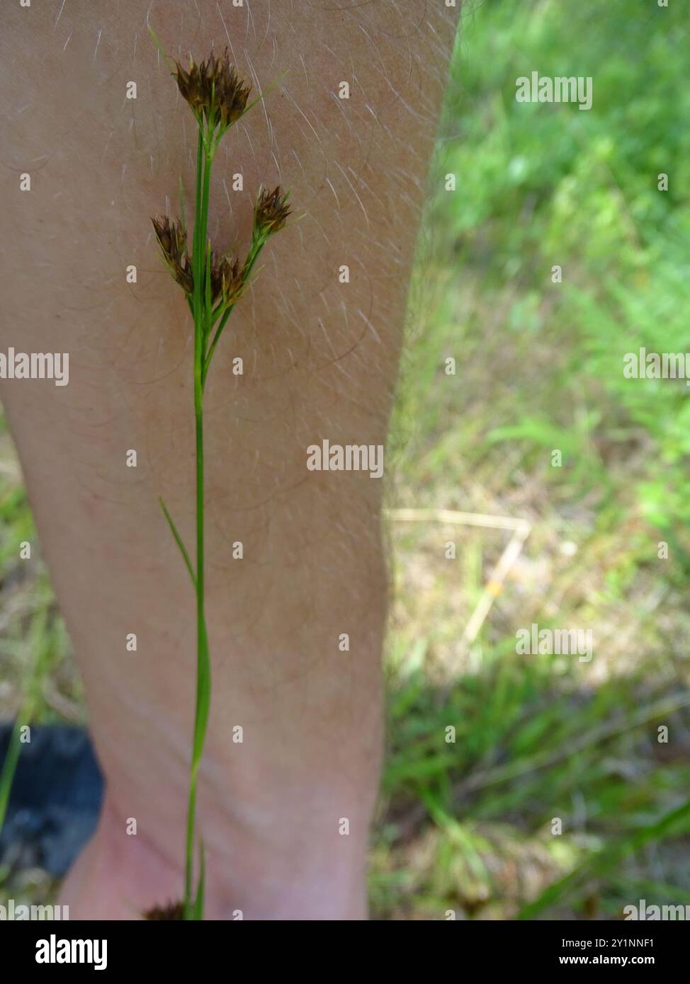 fascicled beaksedge (Rhynchospora fascicularis) Plantae Stock Photo - Alamy