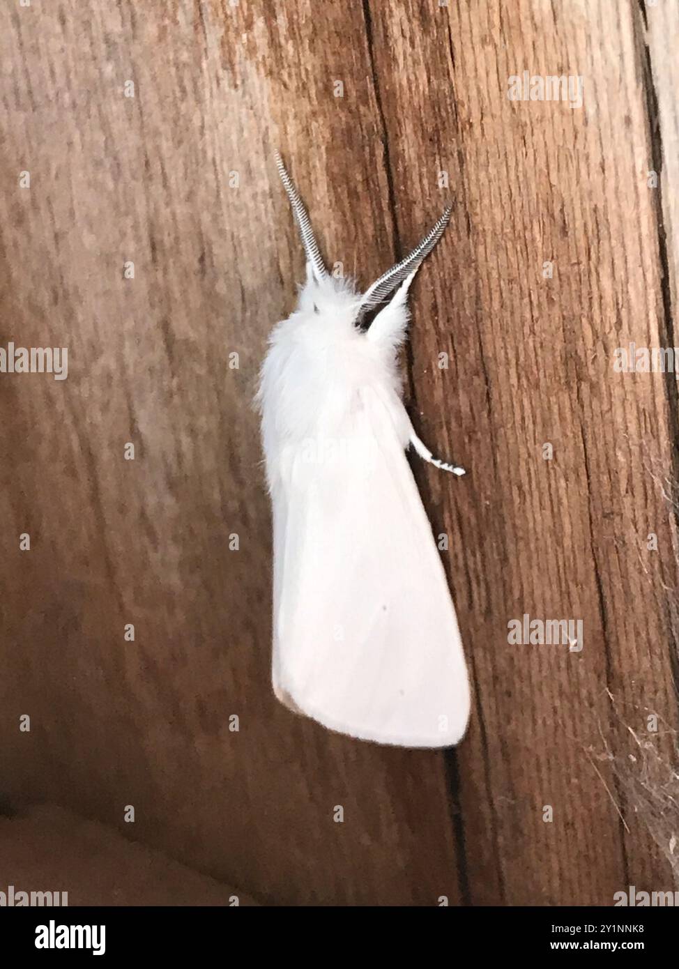 Virginian Tiger Moth (Spilosoma virginica) Insecta Stock Photo - Alamy