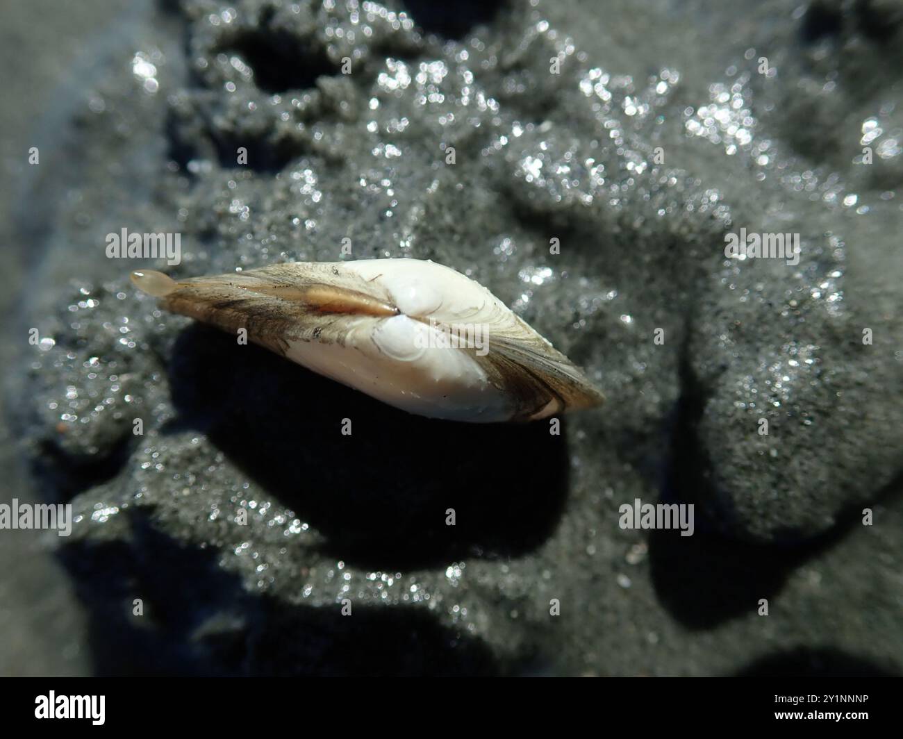 Bent-nosed Clam (Macoma nasuta) Mollusca Stock Photo - Alamy