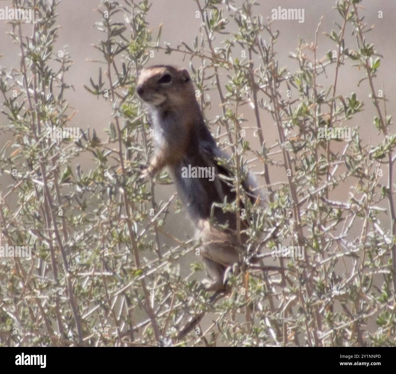 White-tailed Antelope Squirrel (Ammospermophilus leucurus) Mammalia ...