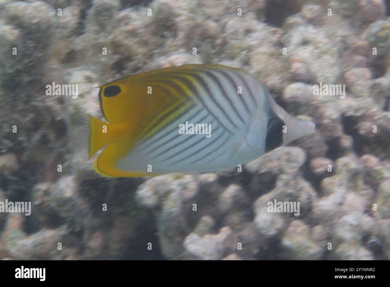 Threadfin Butterflyfish (Chaetodon auriga) Actinopterygii Stock Photo ...
