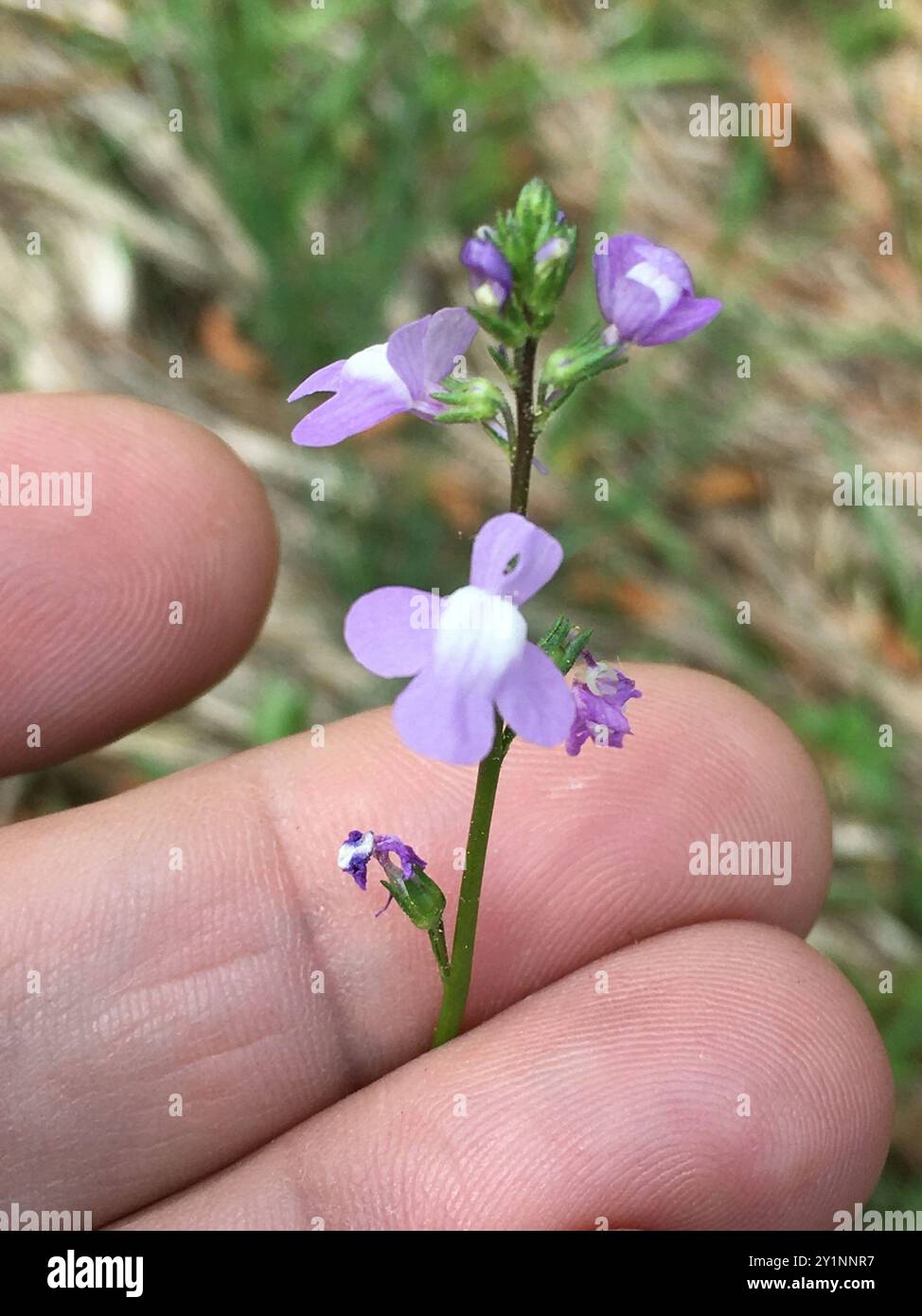 blue toadflax (Nuttallanthus canadensis) Plantae Stock Photo - Alamy