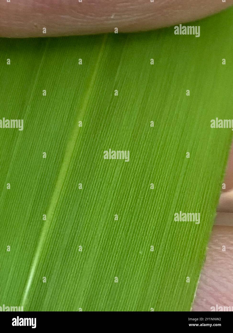 switch cane (Arundinaria tecta) Plantae Stock Photo - Alamy