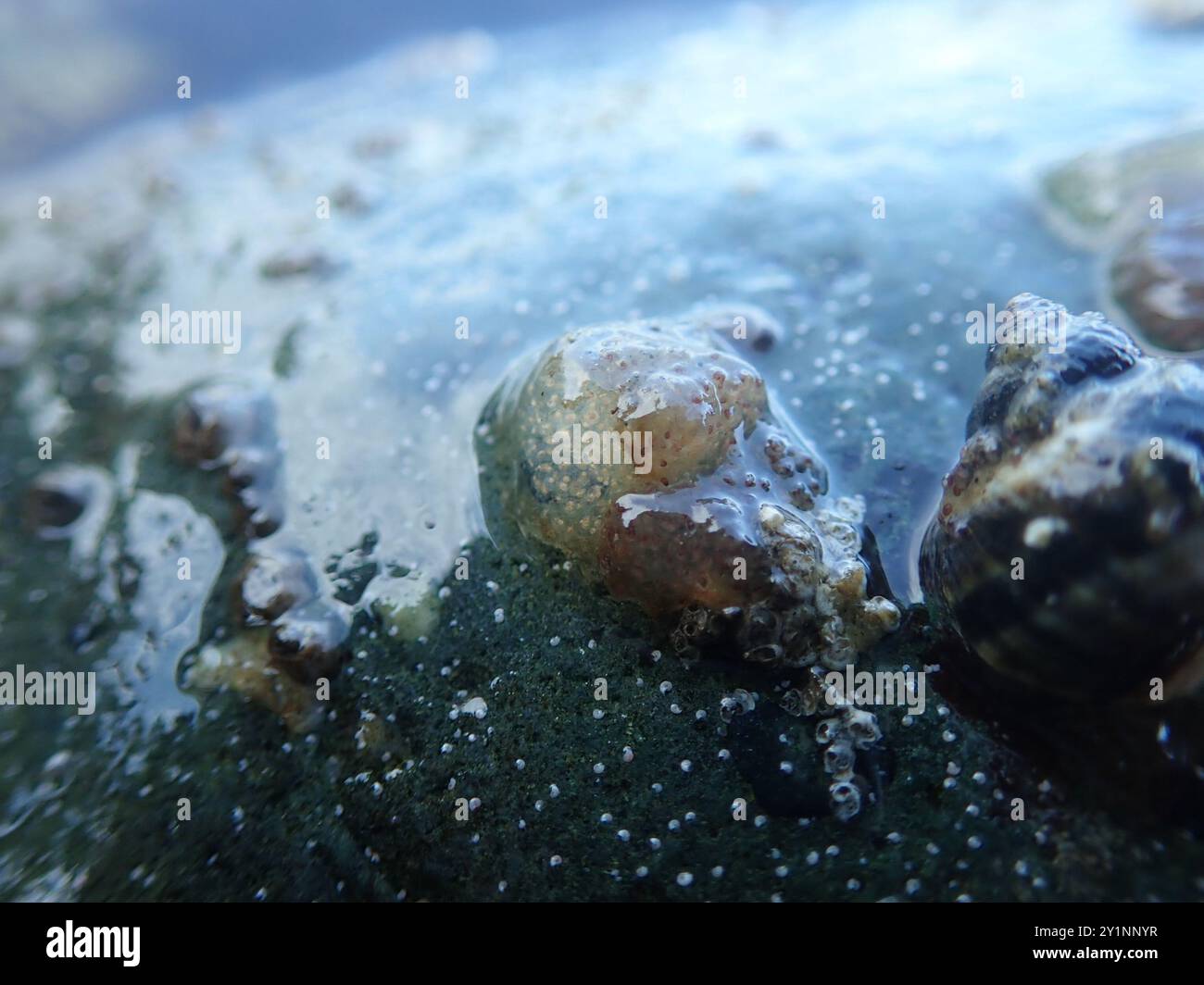 Sitka Periwinkle (Littorina sitkana) Mollusca Stock Photo - Alamy