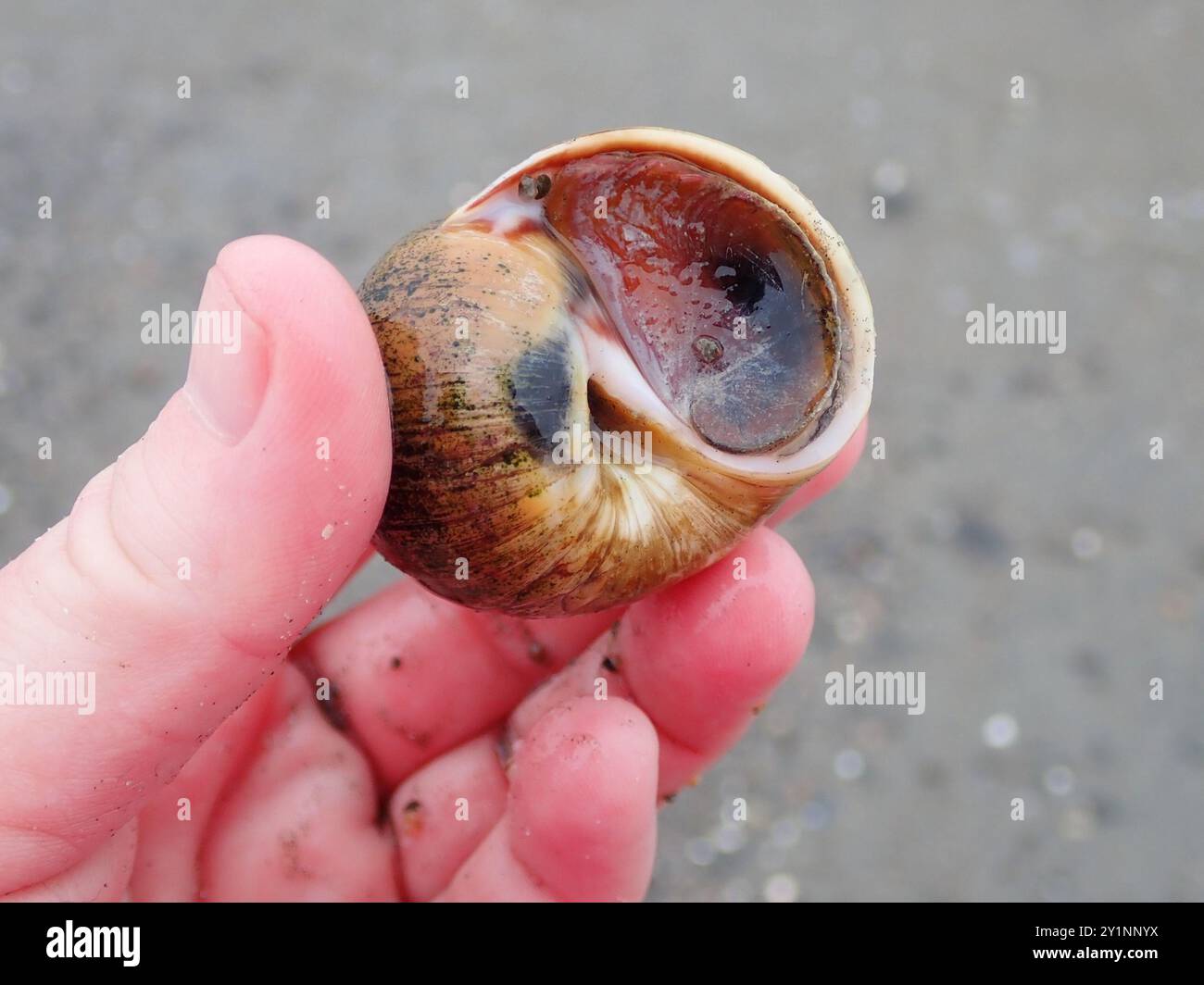 Northern Moonsnail (Euspira heros) Mollusca Stock Photo - Alamy