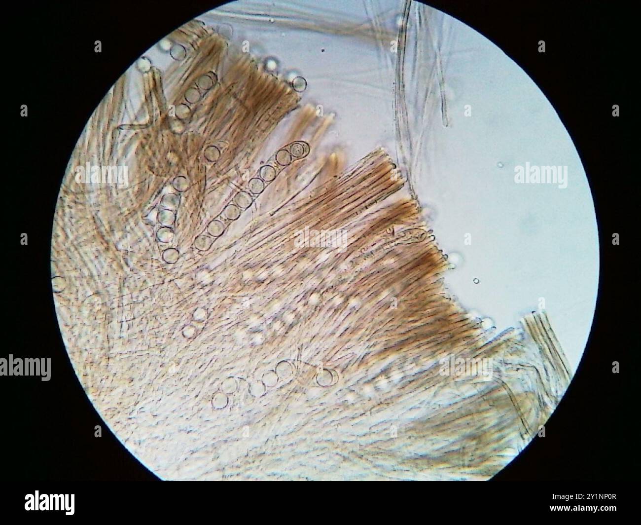 ebony cup (Pseudoplectania nigrella) Fungi Stock Photo - Alamy