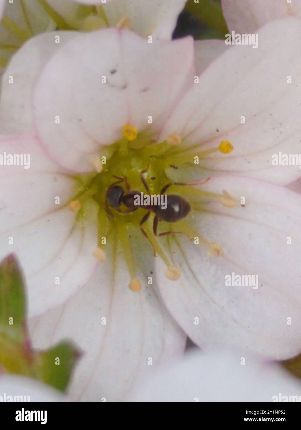 Citronella Ants, Fuzzy Ants, and Allies (Lasius) Insecta Stock Photo ...