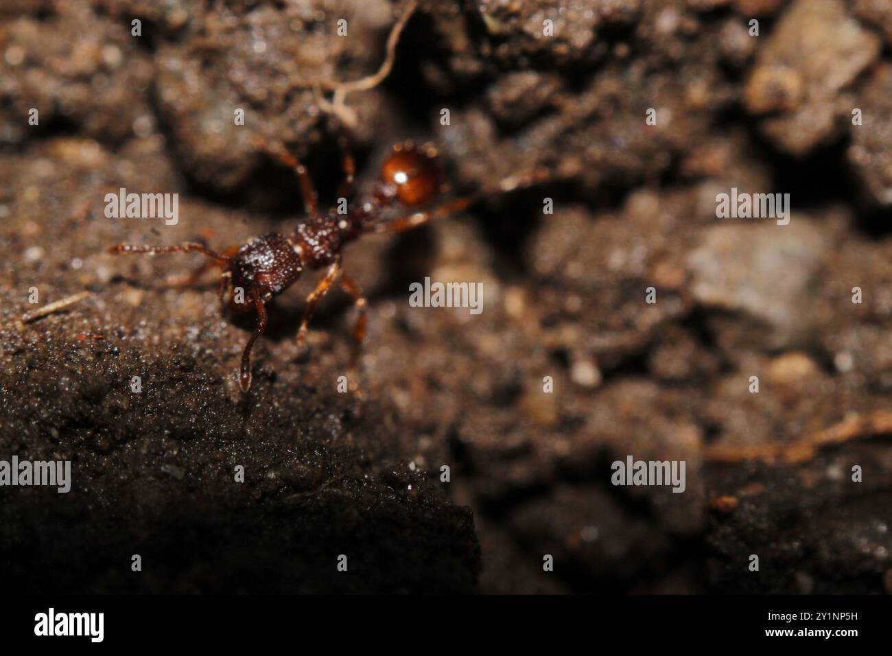 Woodland Red Ant (Myrmica ruginodis) Insecta Stock Photo - Alamy