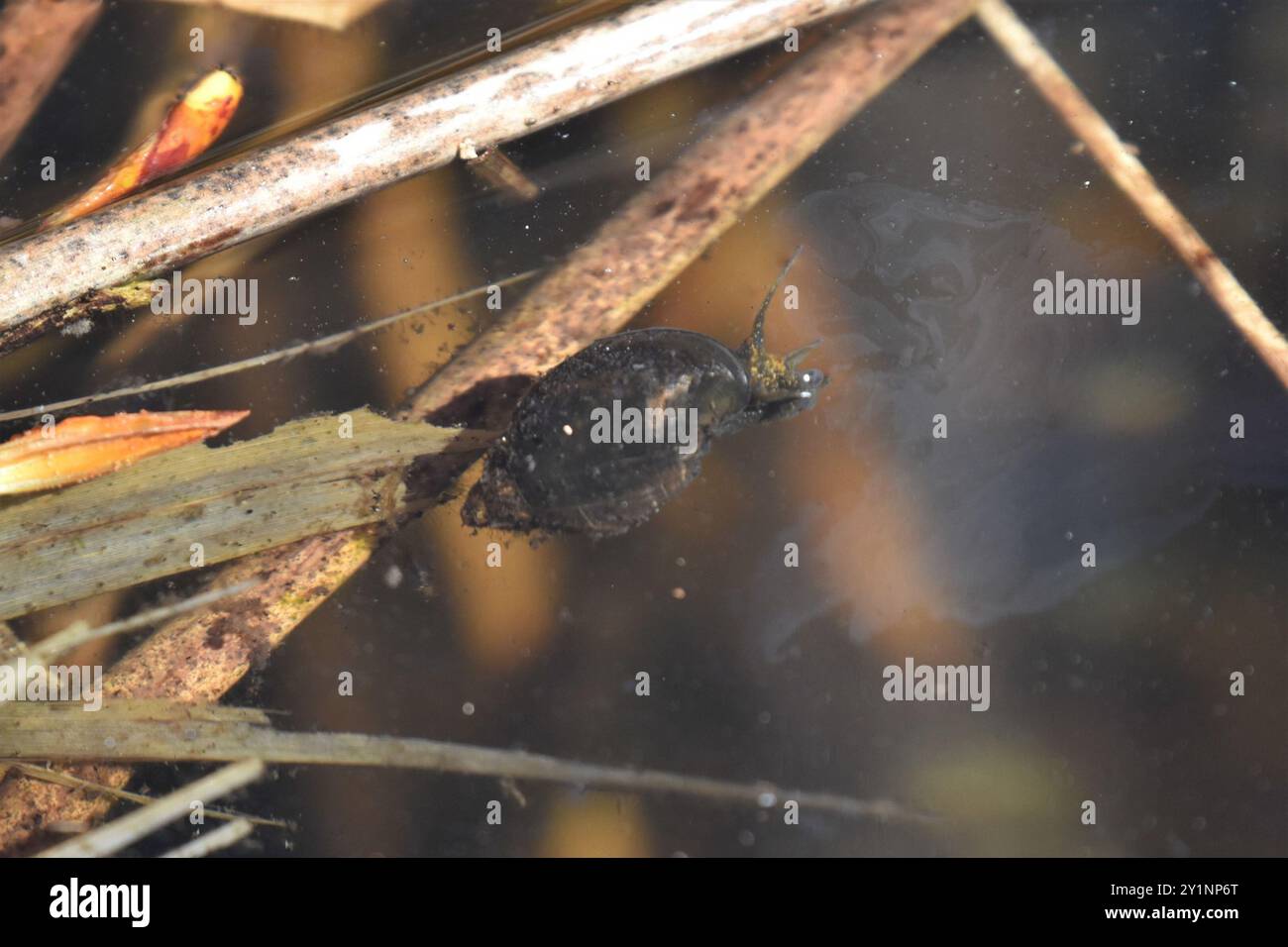 Pond Snails, Bladder Snails, and Allies (Lymnaeoidea) Mollusca Stock ...