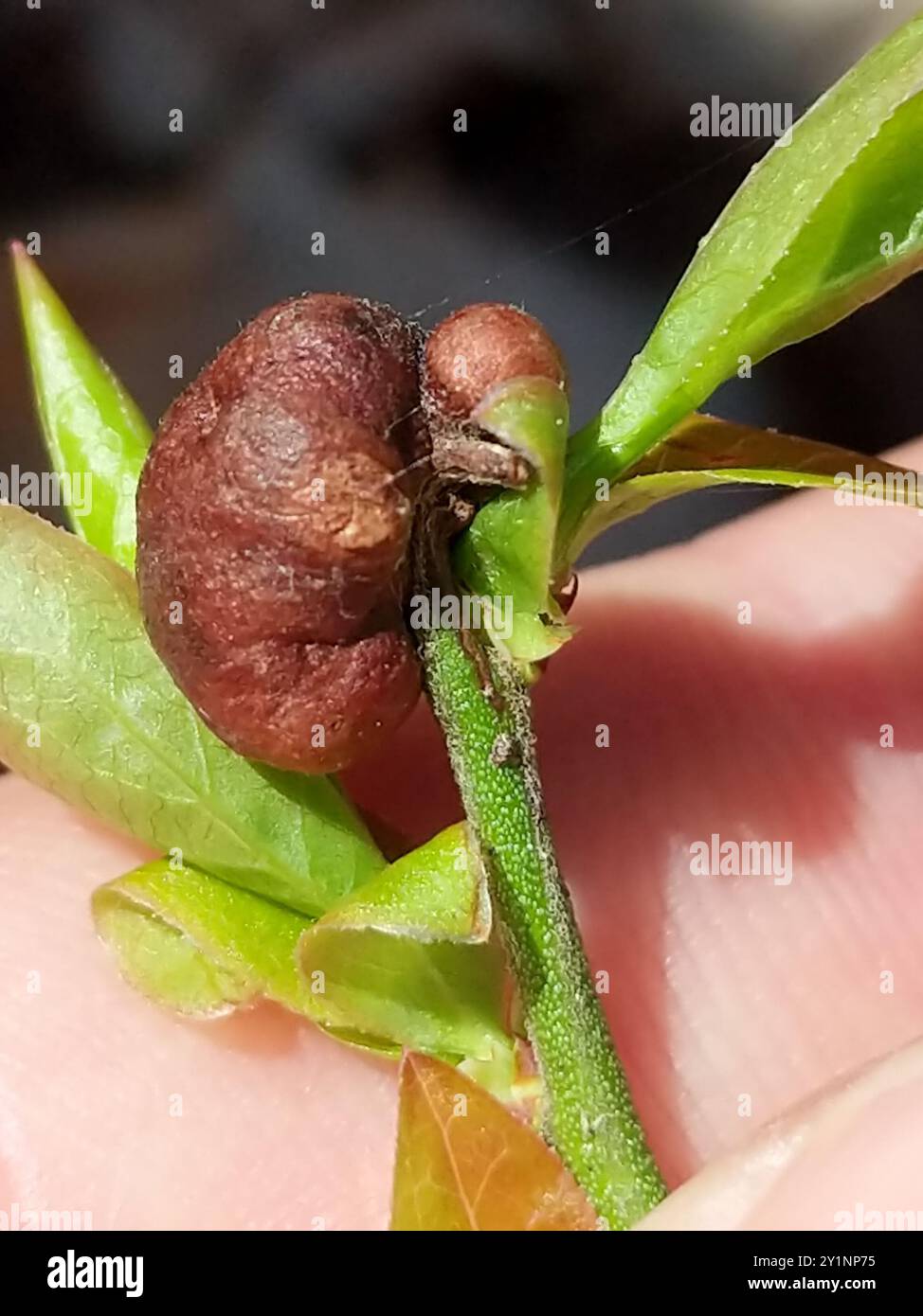 Blueberry Stem Gall Wasp (Hemadas nubilipennis) Insecta Stock Photo - Alamy