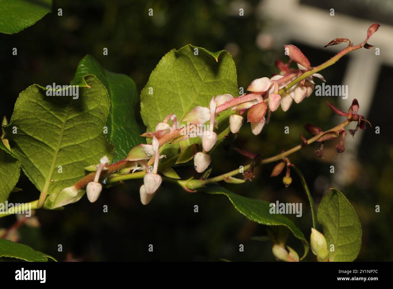 salal (Gaultheria shallon) Plantae Stock Photo - Alamy